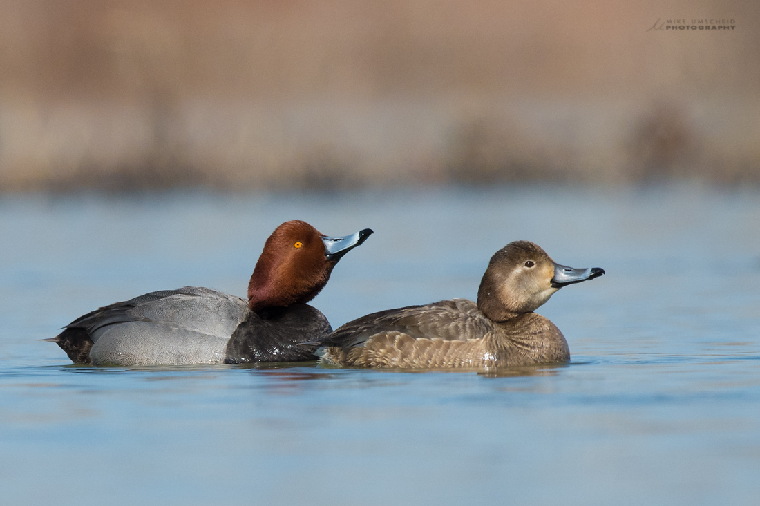 Hen Redhead Duck Photo - Marteko